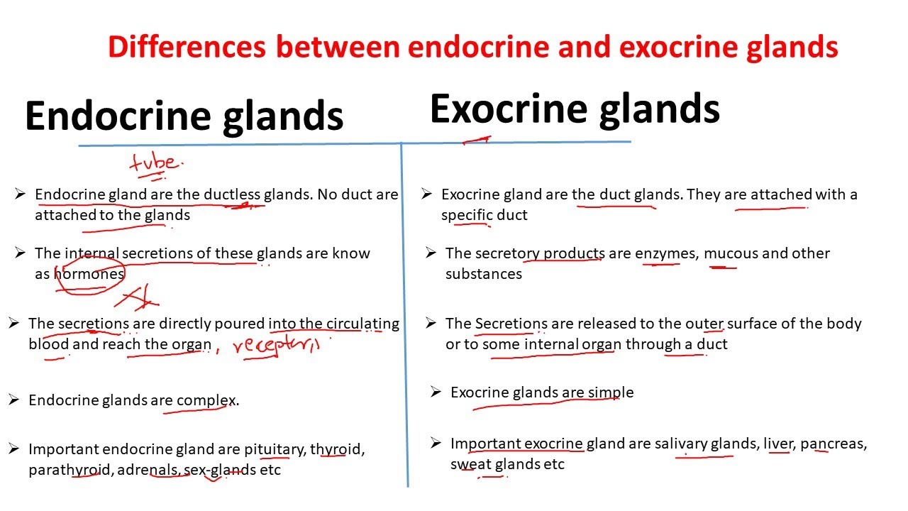 Endocrine Vs Exocrine Glands Differences Between Exocrine And