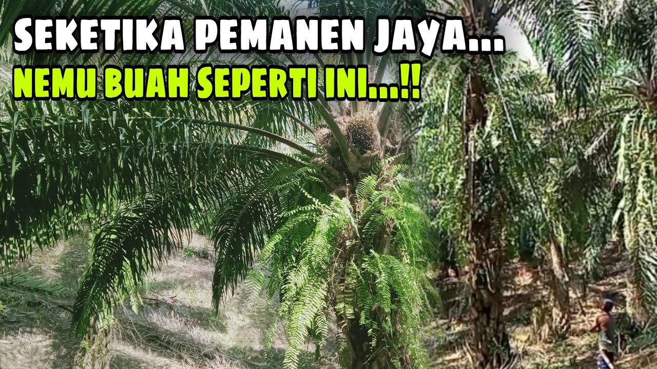 Panen Sawit pokok tinggi, pemilik rajin merawat lahan... - YouTube