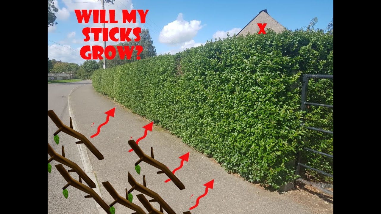 Planting Privet Hedge Plants 2019 (from DirectGardening.com) - YouTube