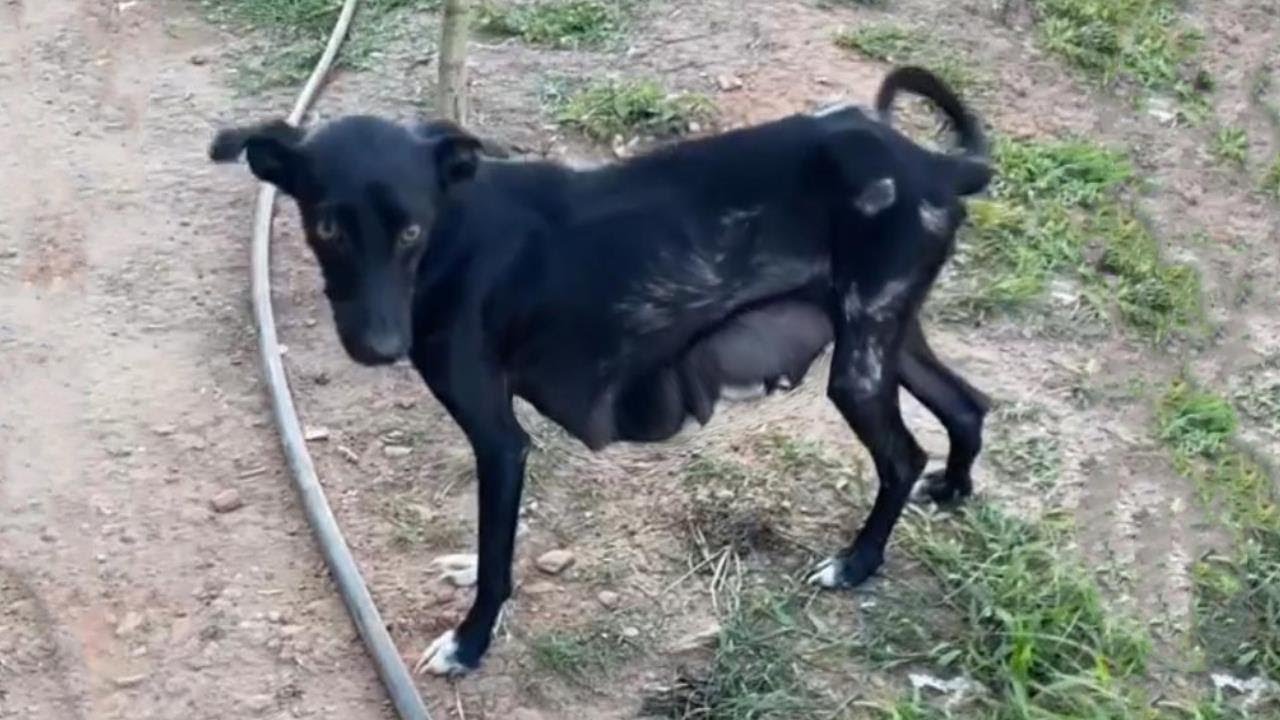 Starved Mother Dog Got Angry When I Touched Her Puppies But It Totally ...