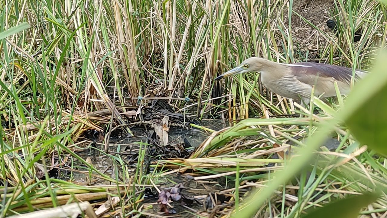 Bird Trap | Bagula Trap | Bagula Pakshi | Heron Trap | Heron Catching ...