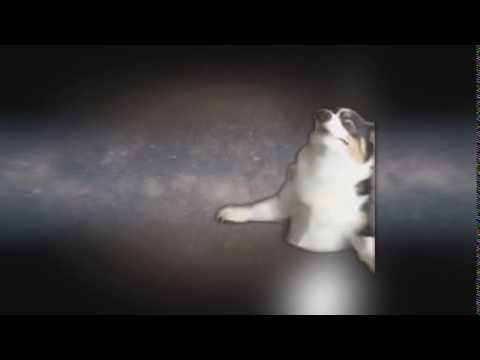 Dog Transcendence | Cat Transcendence | Know Your Meme