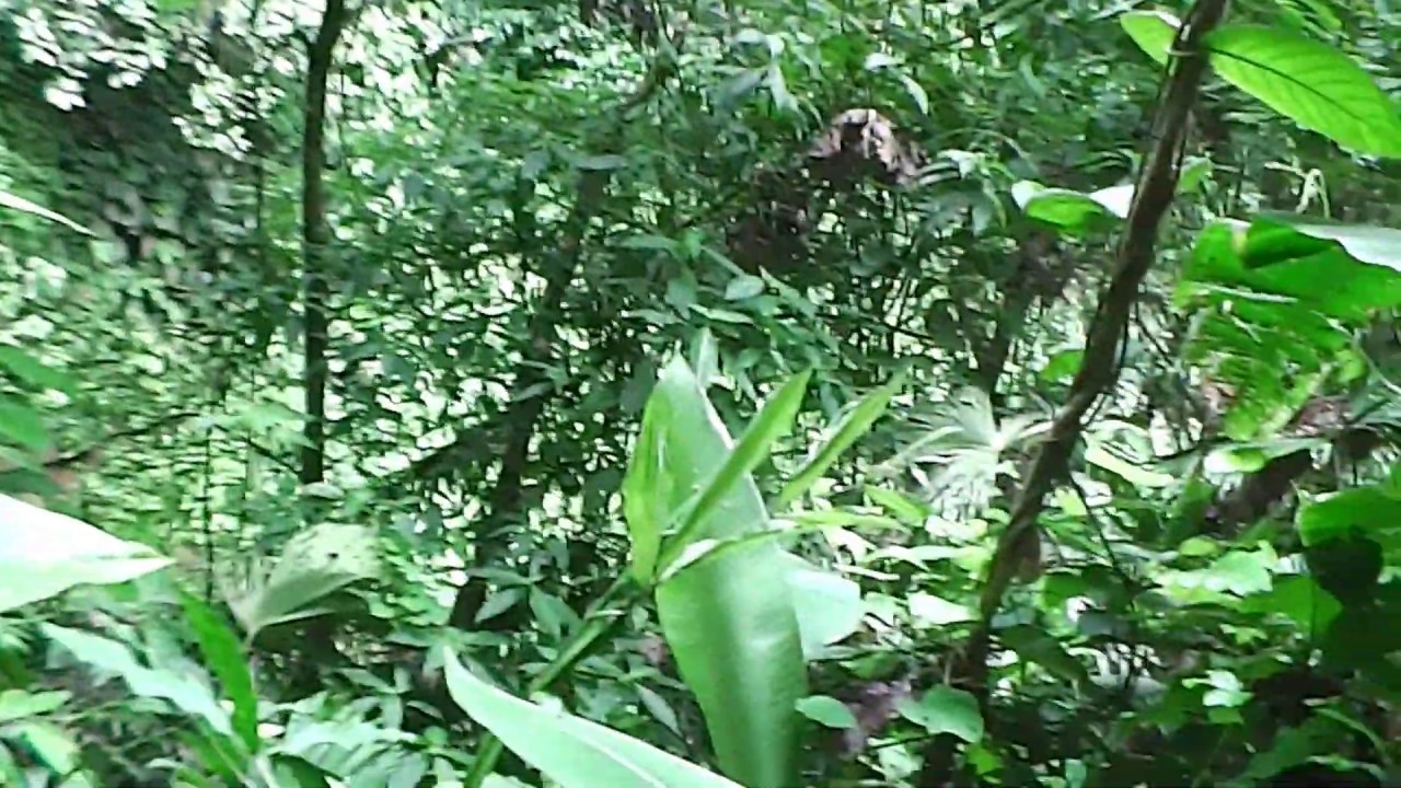 Viaje a Volio Waterfall, BriBri Costa Rica. - YouTube