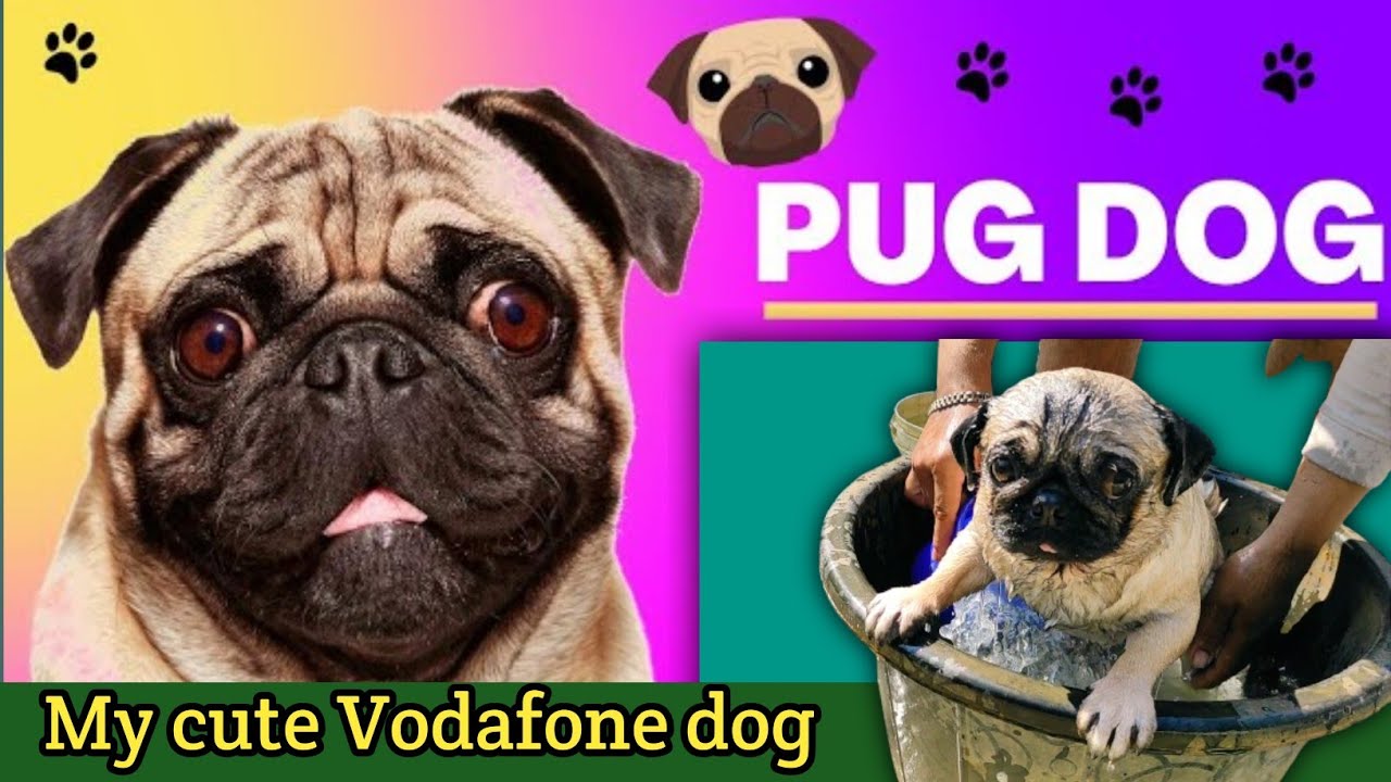 #pug dog || #vodafone dog || আমাদের পুচু স্যান করানোর সময় কি করে দেখুন ...
