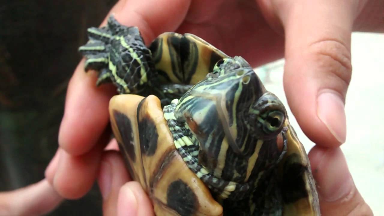 Como saber si tu tortuga es macho o hembra - YouTube