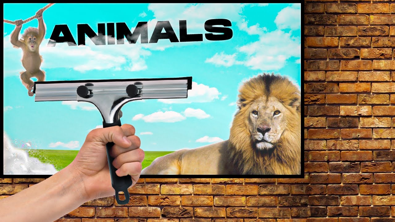 THE MOST REQUESTED NAMES - ZOO EDITION - YouTube
