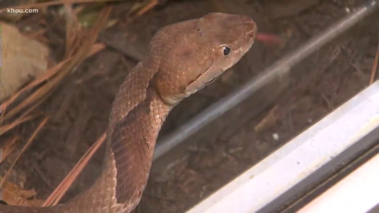 Advice from doctors, experts on what to do when you see a snake in your ...