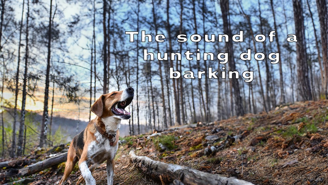 The Sound of A Hunting Dog Barking - YouTube