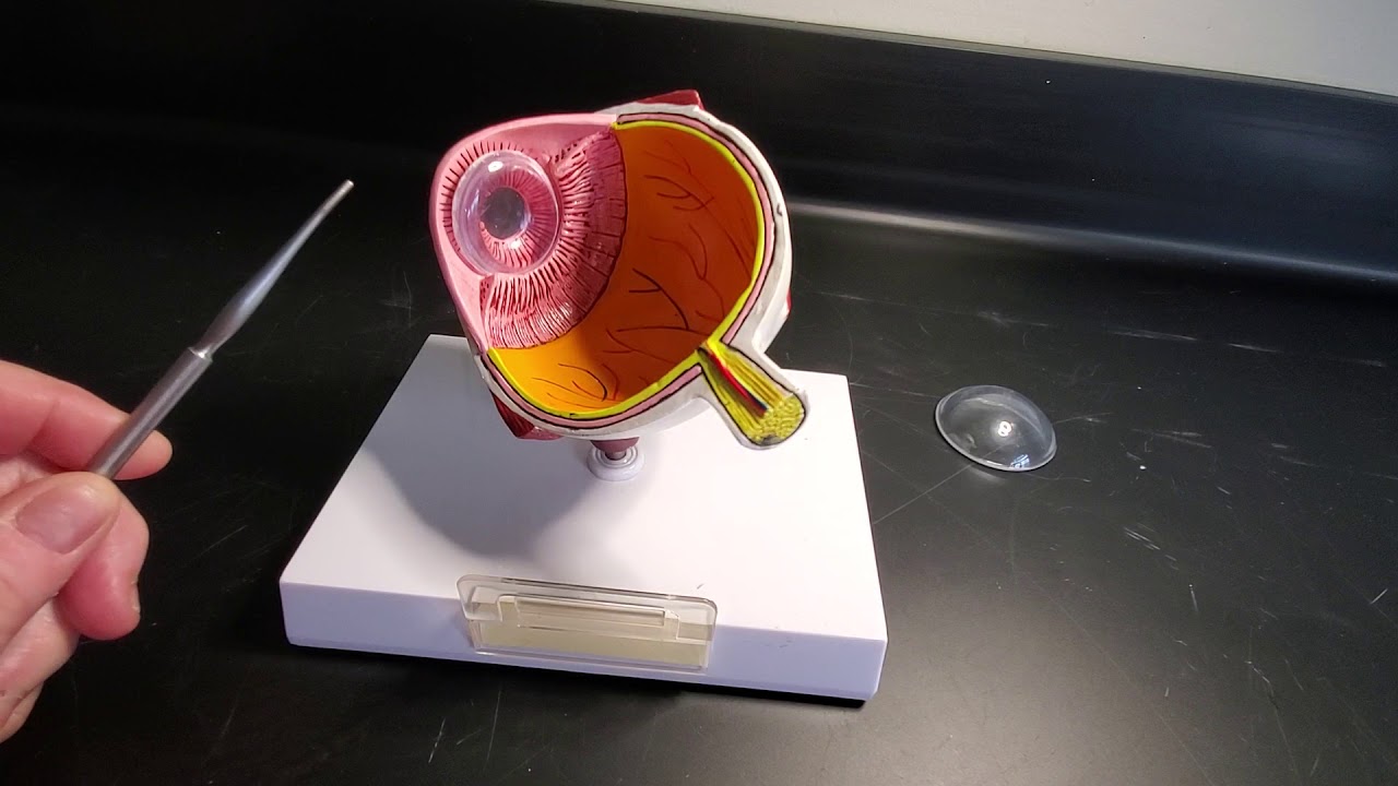 Eye Model - YouTube