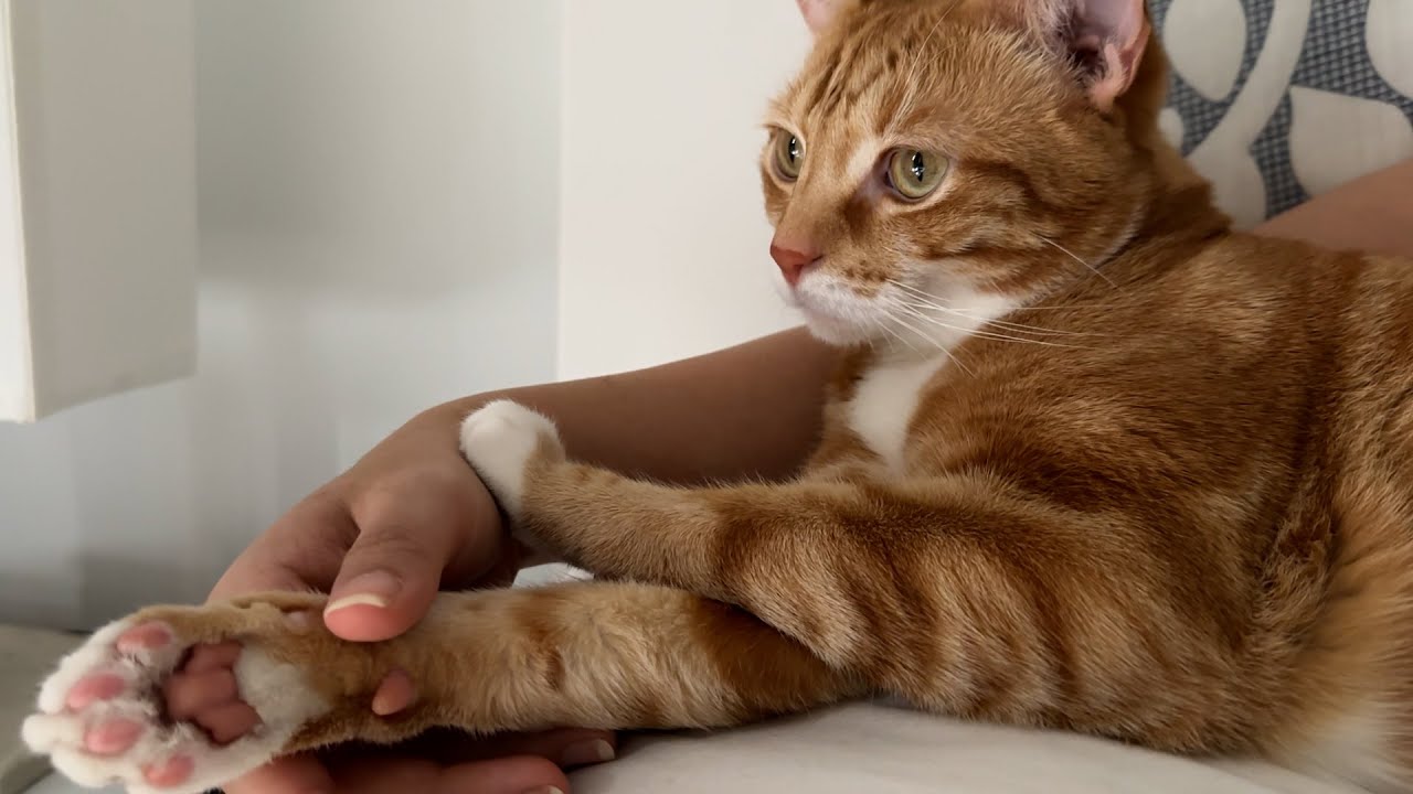 You're not going anywhere! Cute cat naps on human - YouTube