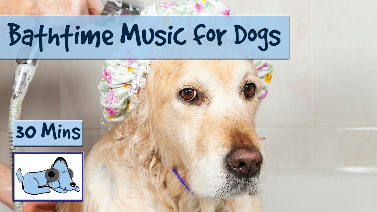 Music To Relax Your Dog During Bathtime Groom Your Dog To Relaxing music-to-relax-your-dog-during-bathtime-groom-your-dog-to-relaxing
