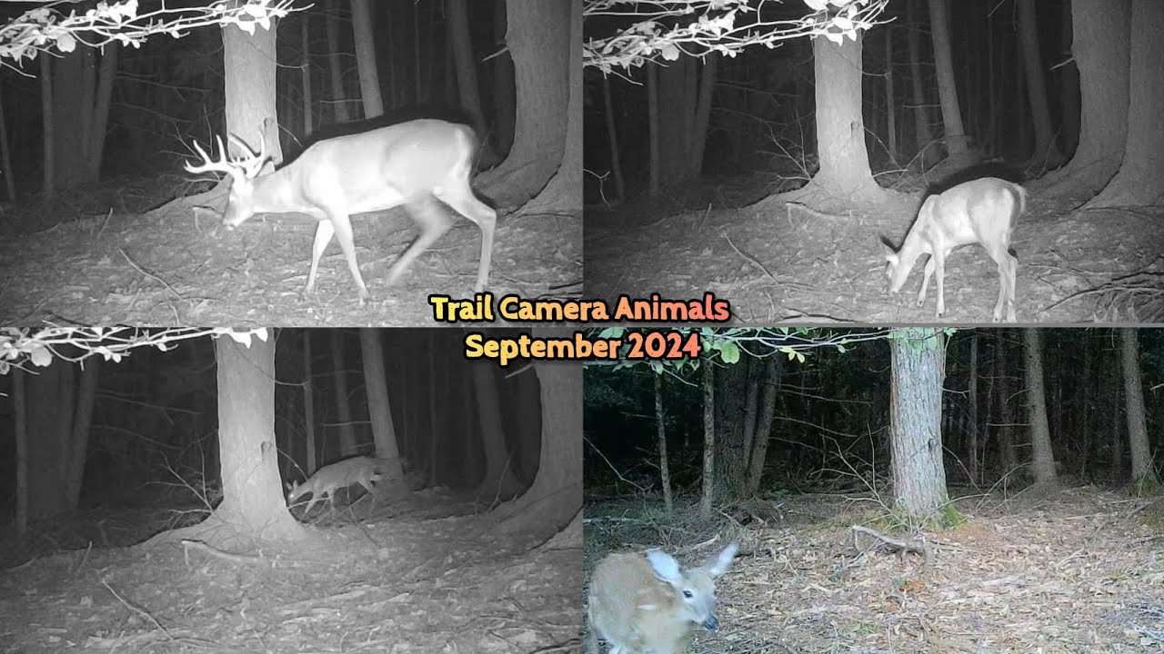 Trail Camera Animals - YouTube
