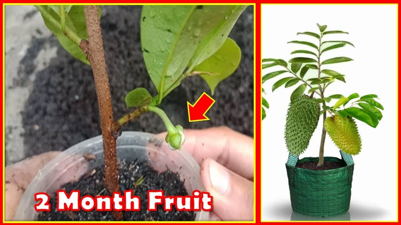 Soursop Tree Cuttings Technique To 100% Work successful - YouTube