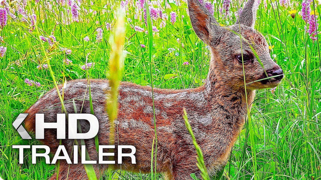 DIE WIESE Trailer German Deutsch (2019) - YouTube