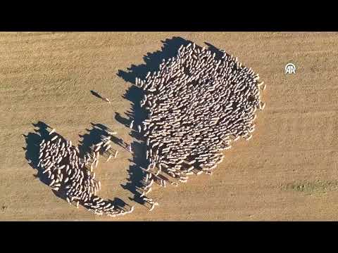 Malya Tarım İşletmesinin koyunculuğa desteği sürüyor