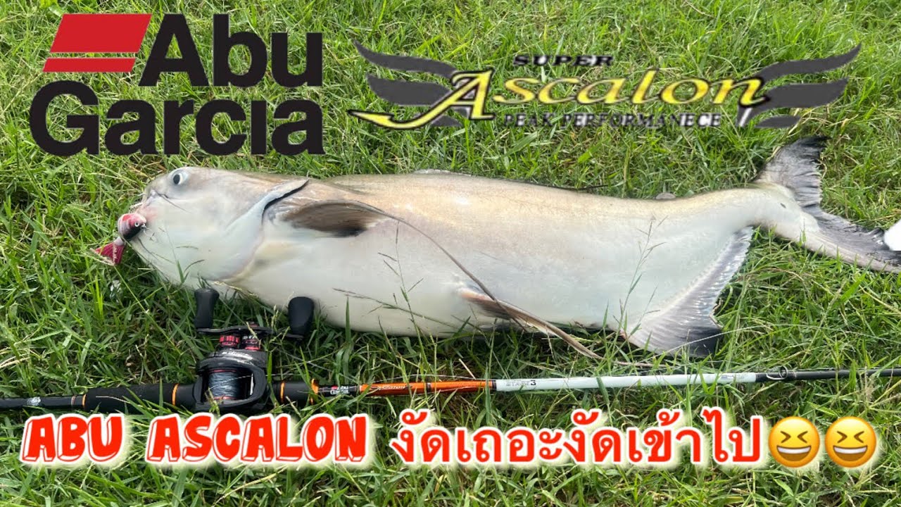 Abu Ascalon จัดไว้งัดปลามาอุ้มเล่นกันเถอะครับ😆 เทสก่อนค่อยคุยครับ#abugarcia #ascalon - YouTube