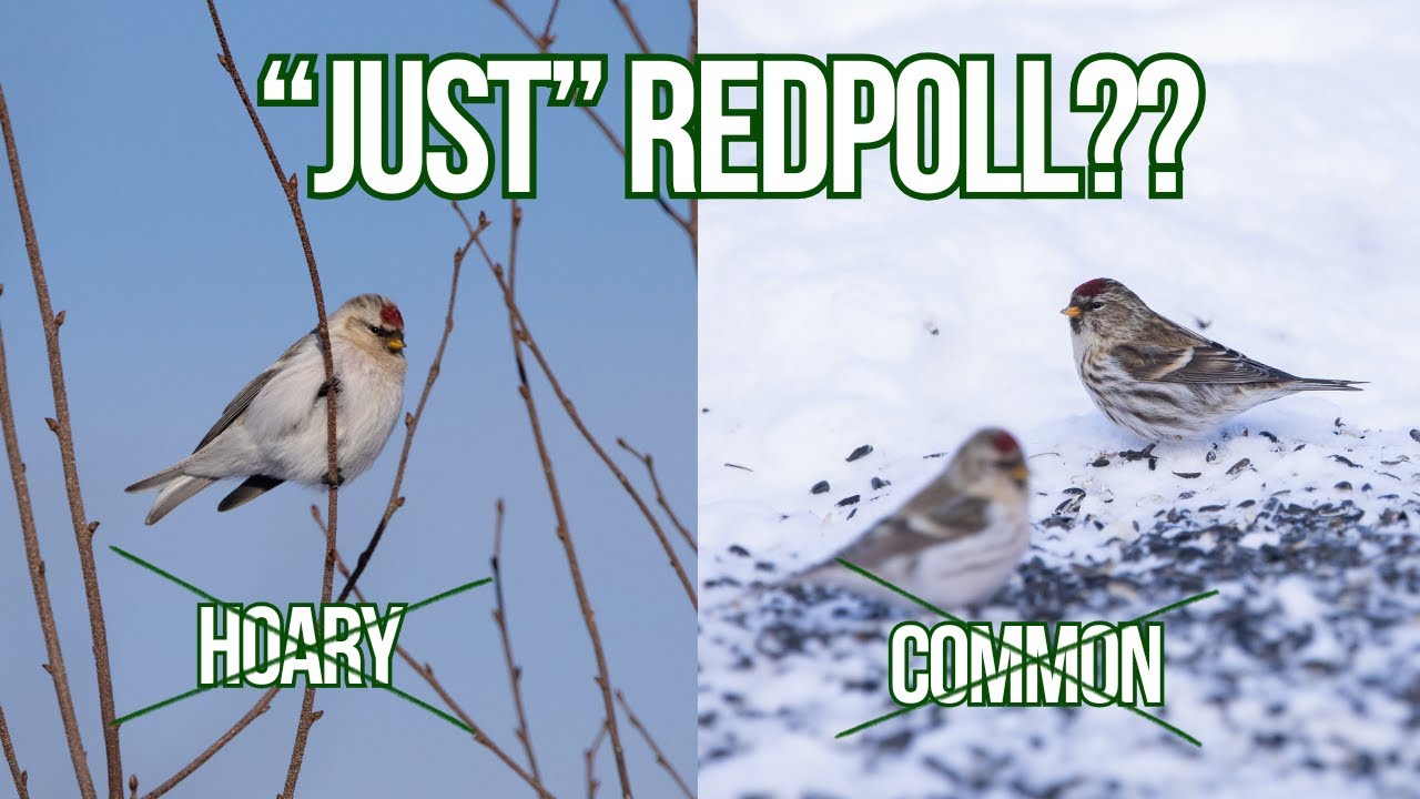 Variation in Redpolls - Why Three Species are now One? + A New County ...