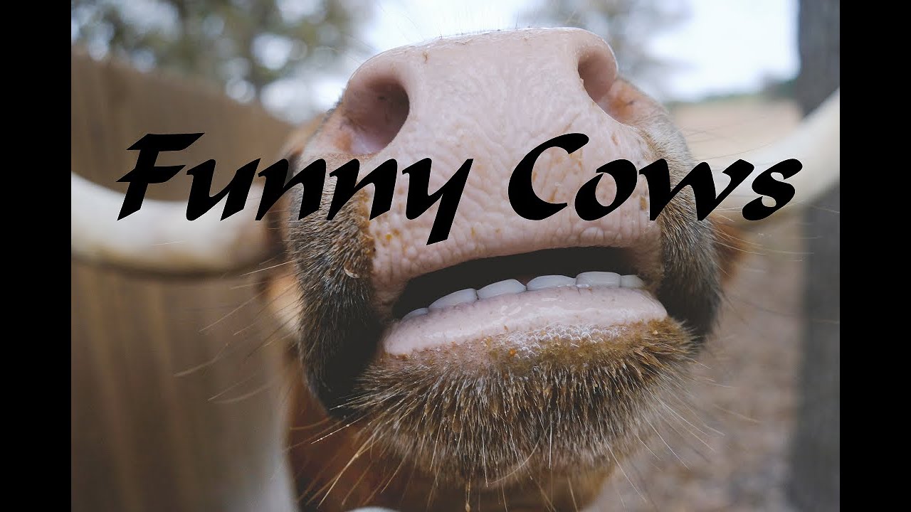 Relaxing Funny Cows #shorts - YouTube