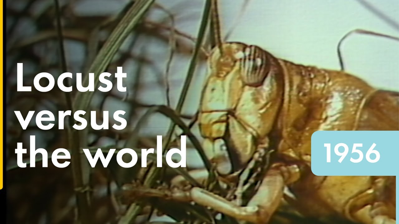 Locust - 'The Ruthless One' | Shell Historical Film Archive - YouTube