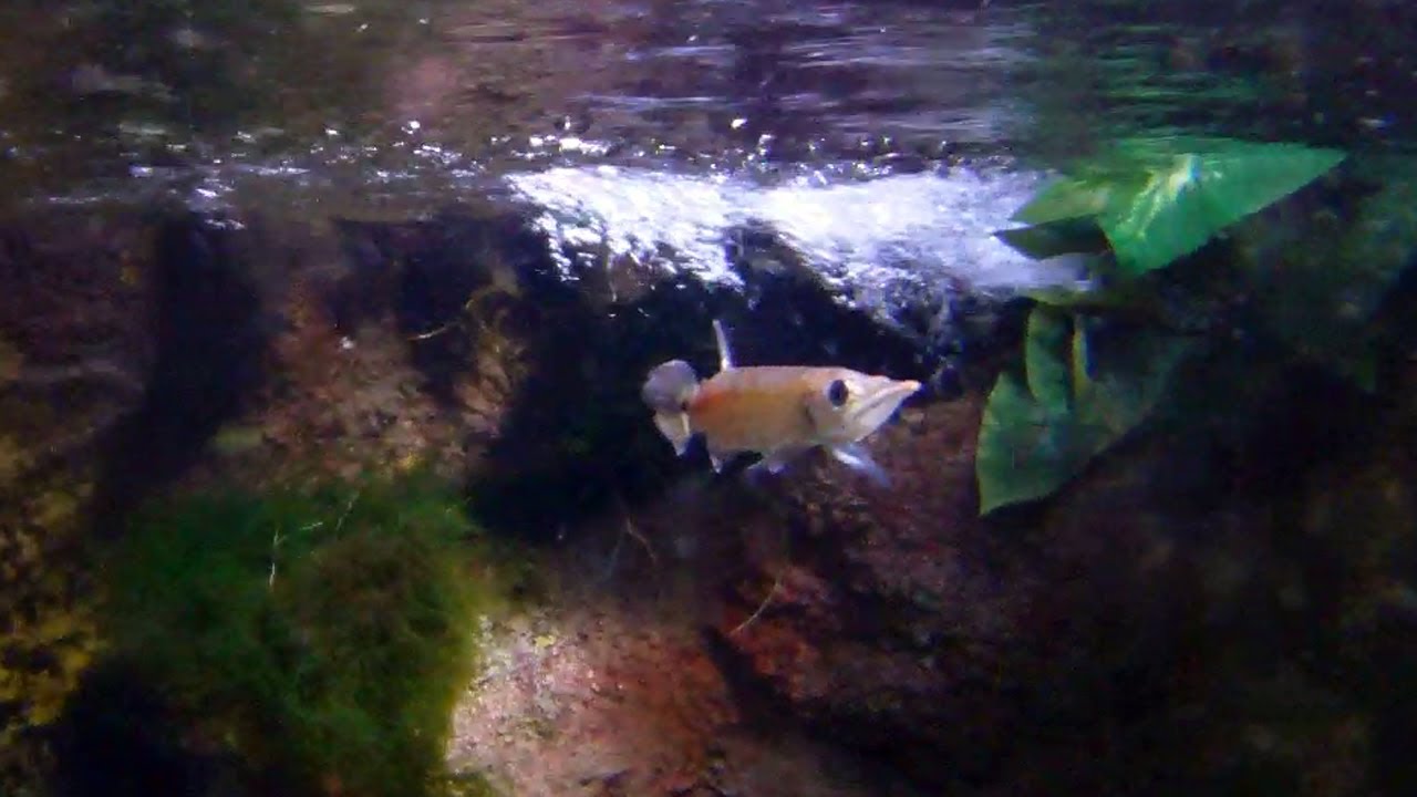 Pez aguja o Barracuda - YouTube