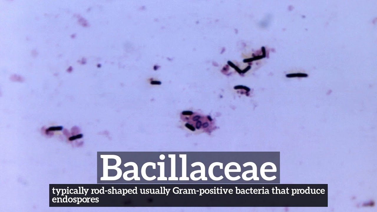 What is Bacillaceae? | How to Say Bacillaceae in English? | How Does ...