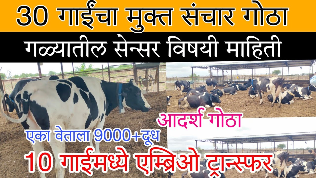 30 गाईंचा मुक्त संचार गोठा,गळ्यातील सेन्सर विषयी माहिती,10 गाईंमध्ये ...