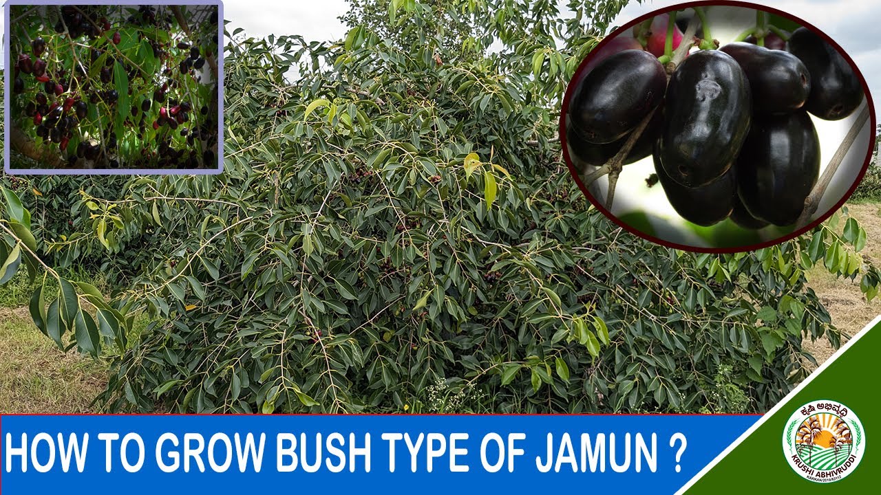EASY METHOD OF JAMUN CULTIVATION. - YouTube