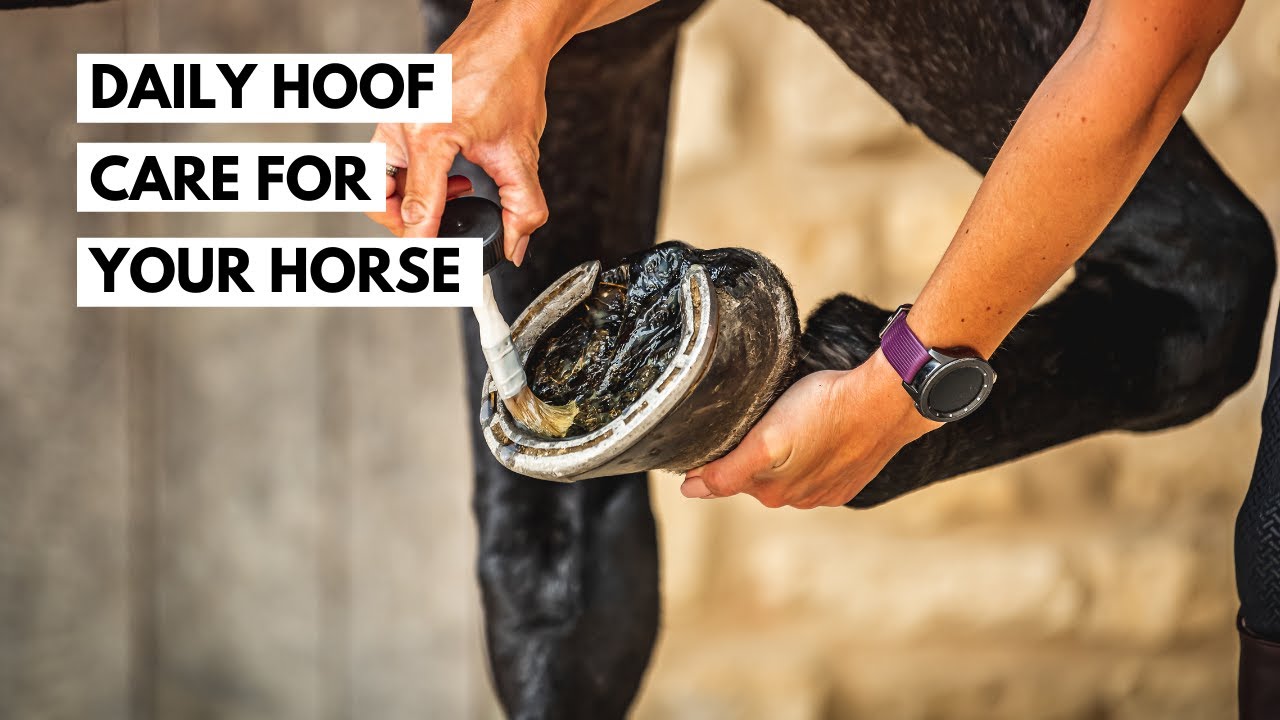 Daily Hoof Care | Carr & Day & Martin - YouTube