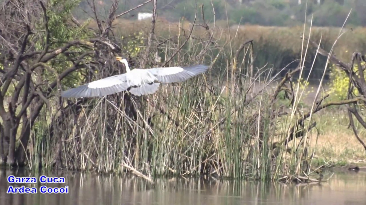 Garza Cuca o Garza Mora (Ardea cocoi) - YouTube