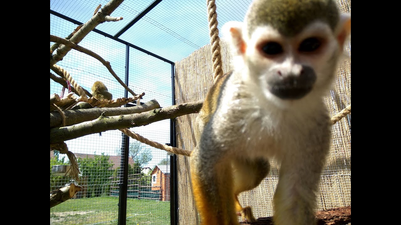 Common squirrel monkey - YouTube