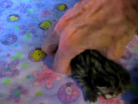 Sahara's kittens 4 days old
