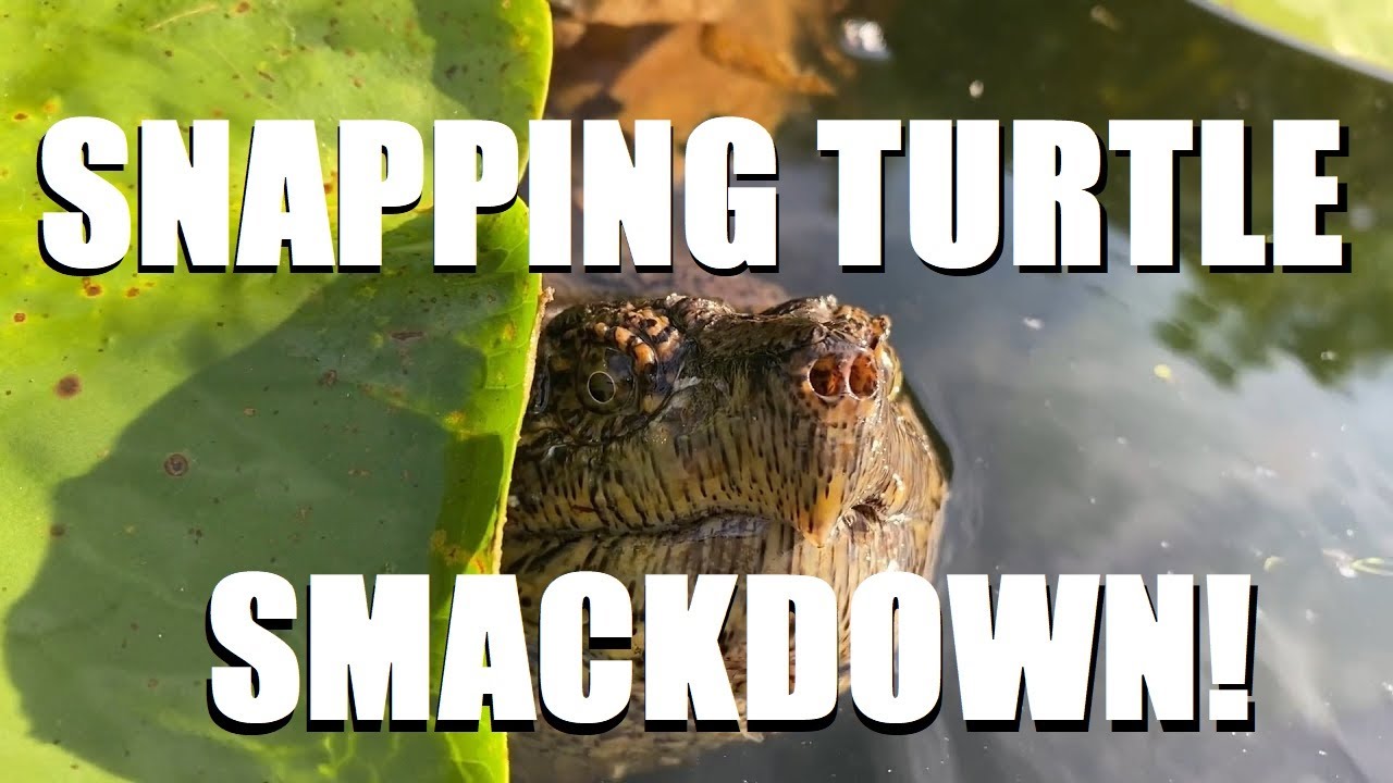 SNAPPING TURTLE SMACKDOWN! 🐢 - YouTube