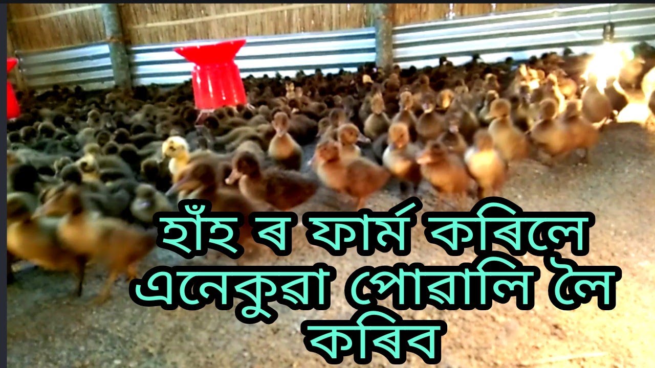 Nagaon Duck Farm । Assam Duck Farm । Khakicampbell Duck Farm Assam ...