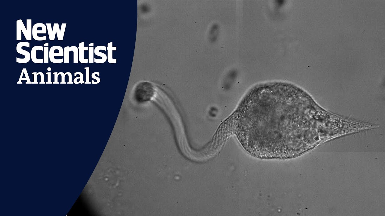 Single-celled predator hyperextends 'neck' up to 30 times its body ...