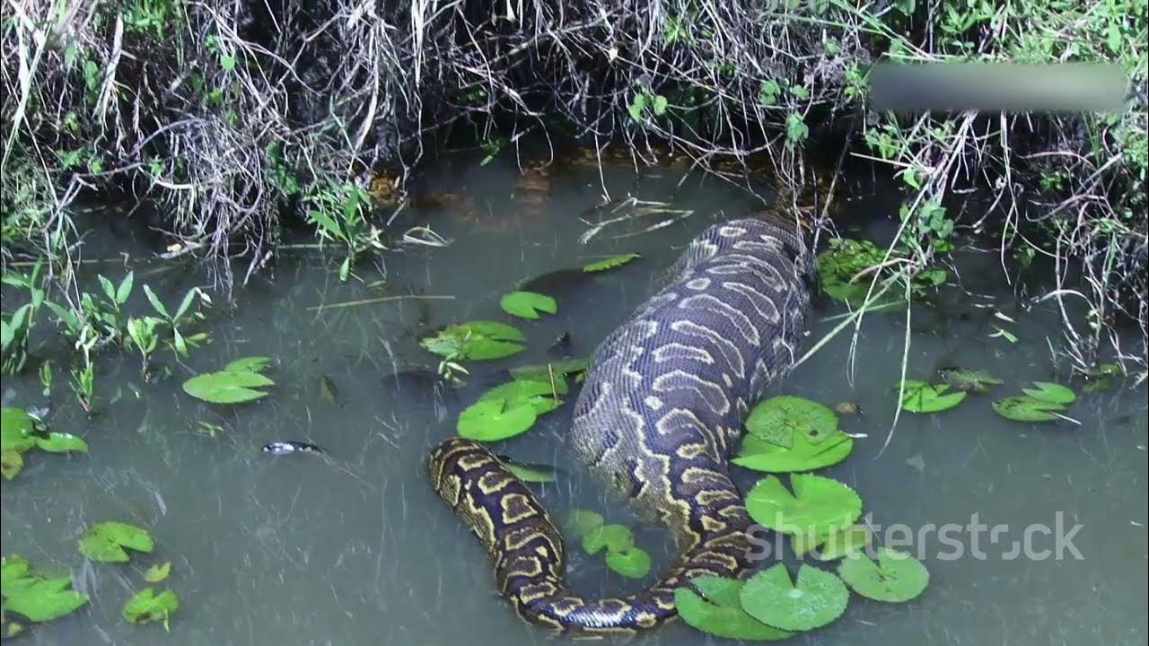 10 LARGEST Snakes Ever Found! #snakes #snakelovers #nature #naturelove ...