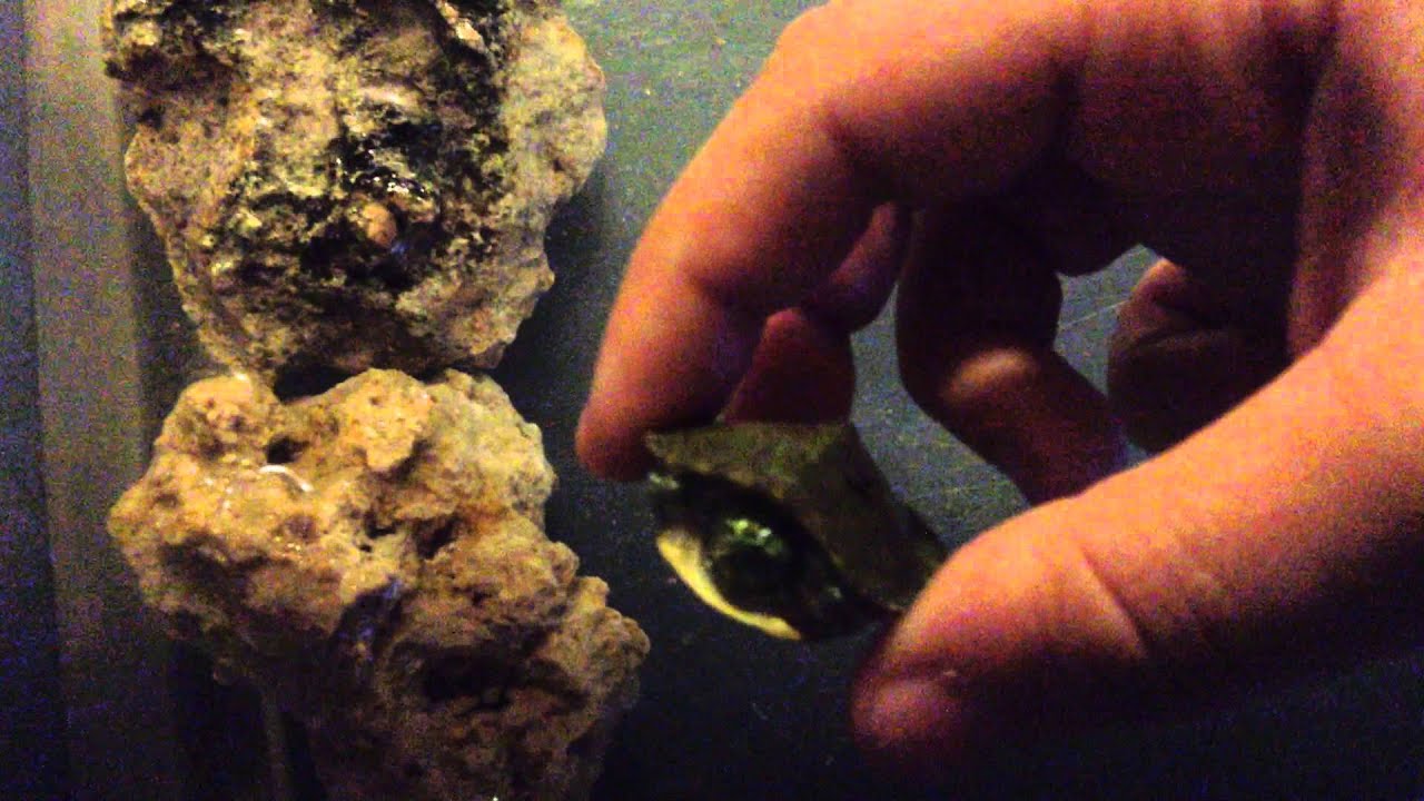 My pet turtle Raphael - YouTube