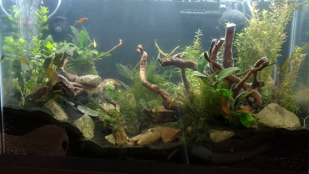 Cuddle Fish: Episode 1 - YouTube