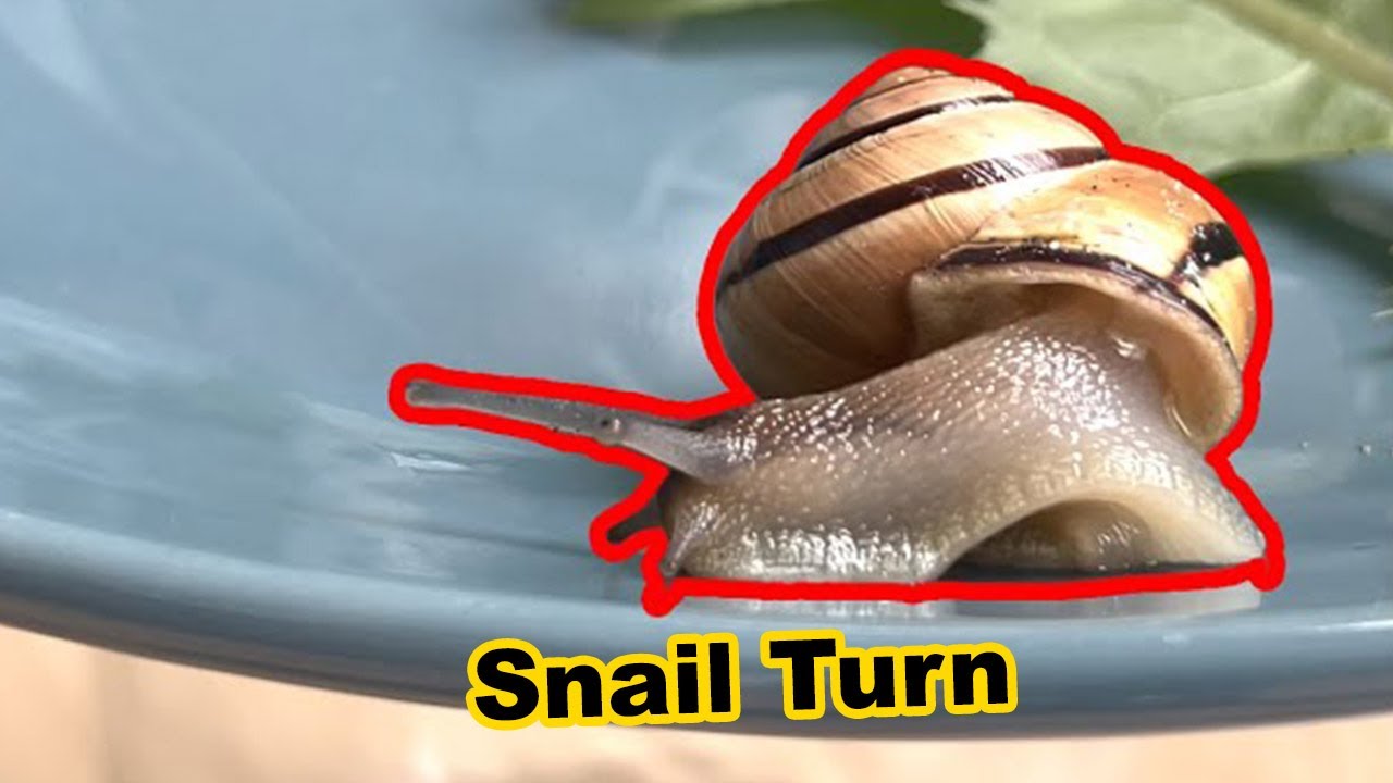 Snail Locomotion & Turn - YouTube