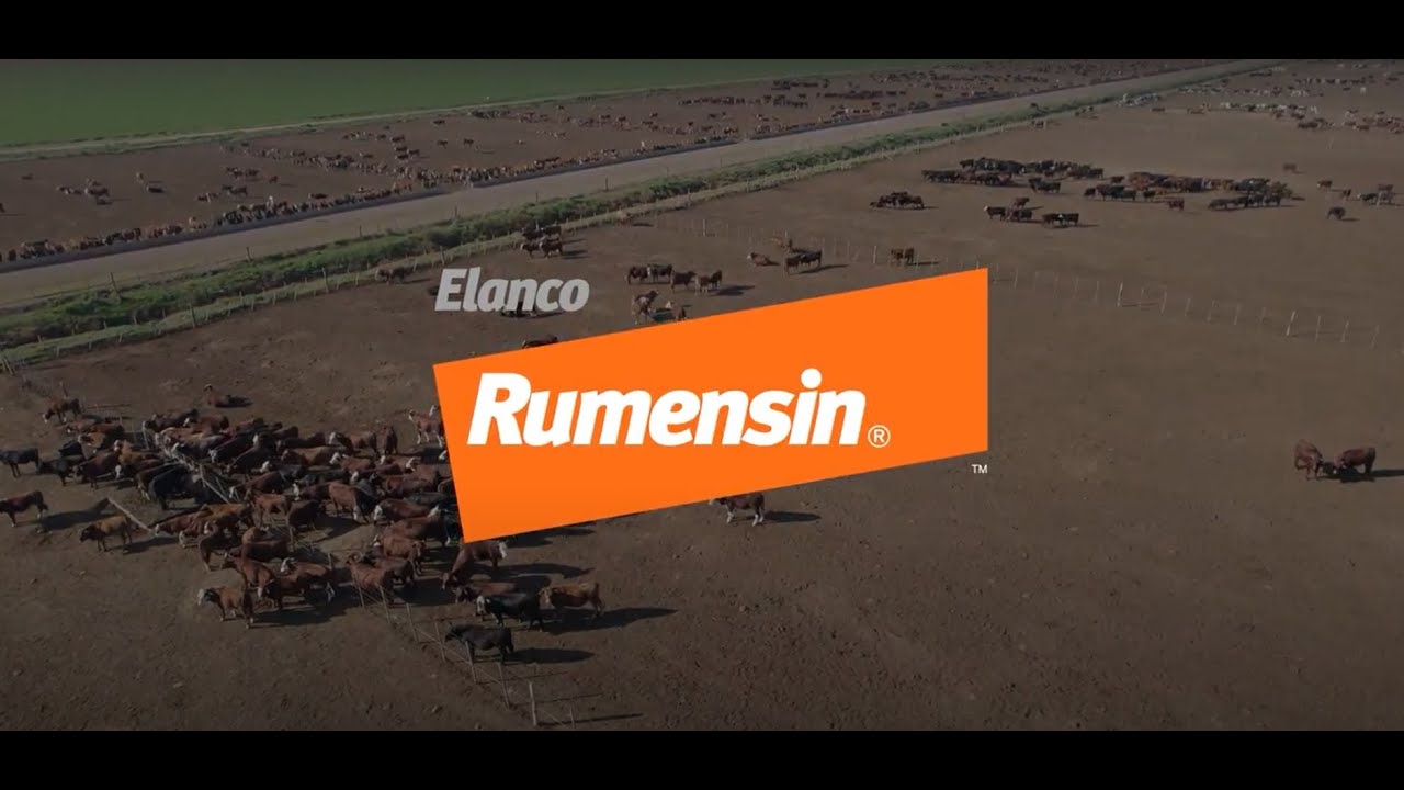 Rumensin - elegido por generaciones - YouTube
