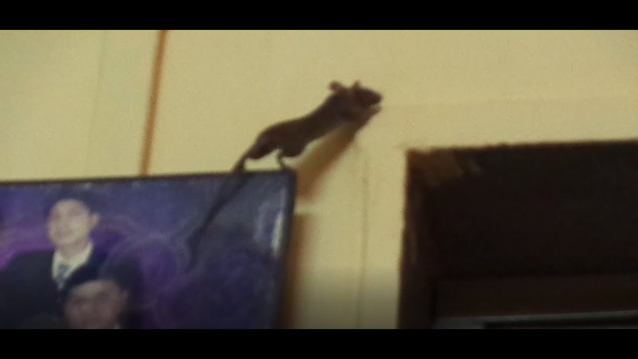 Mission Impossible | Mouse Edition - YouTube