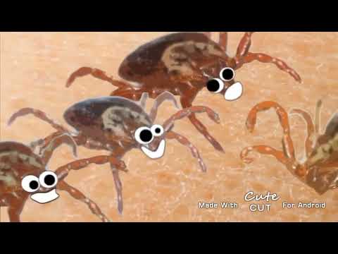 Some little Bugs on Woman's Belly Button