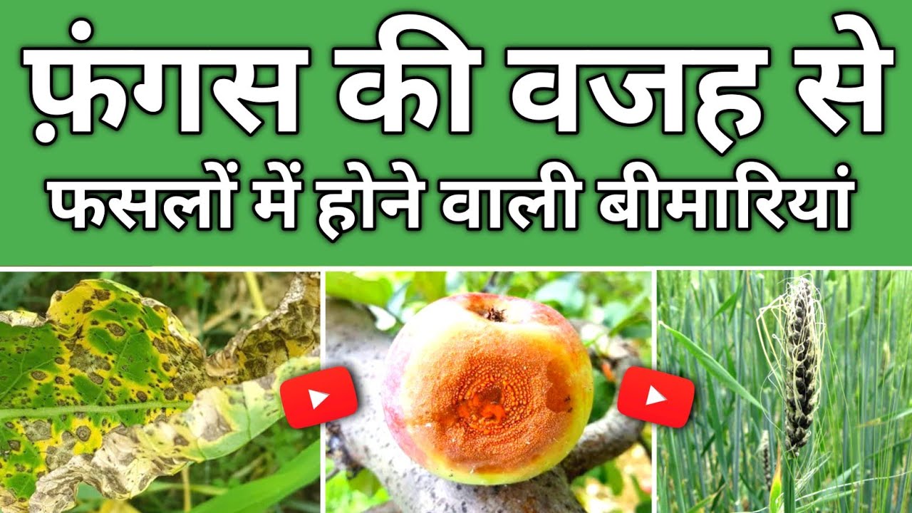 Which are the Diseases caused by Fungus in Plants? | Powdery Mildew ...