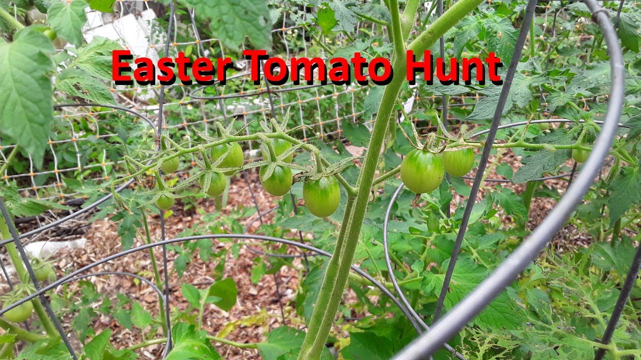 Easter Tomato Hunt - YouTube