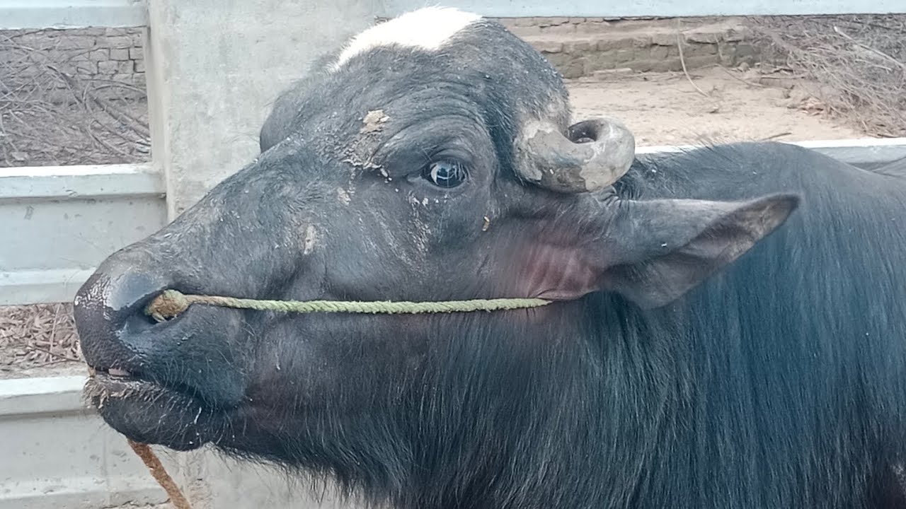 aggressive buffalo bull | angry bhainsa - YouTube