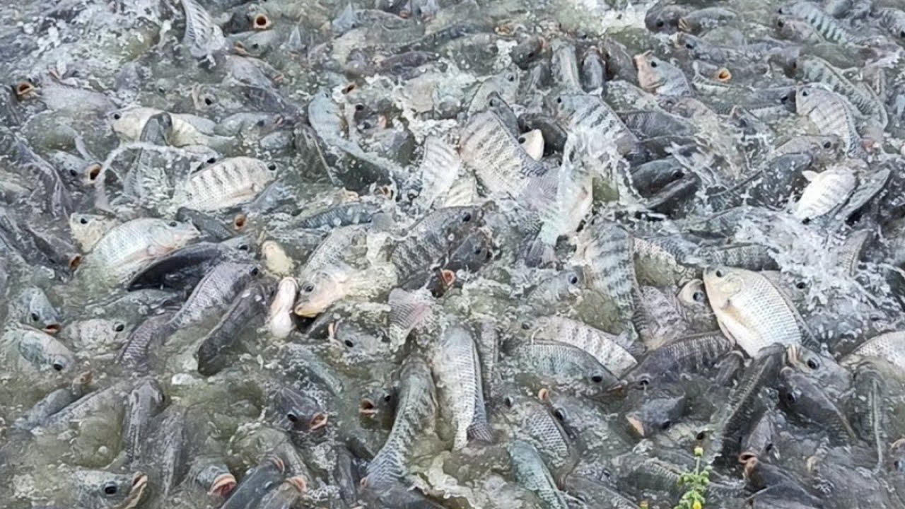 Smart Farmers Cooperative Mangoor Fish Feeding Pond, Tilapia Fish ...