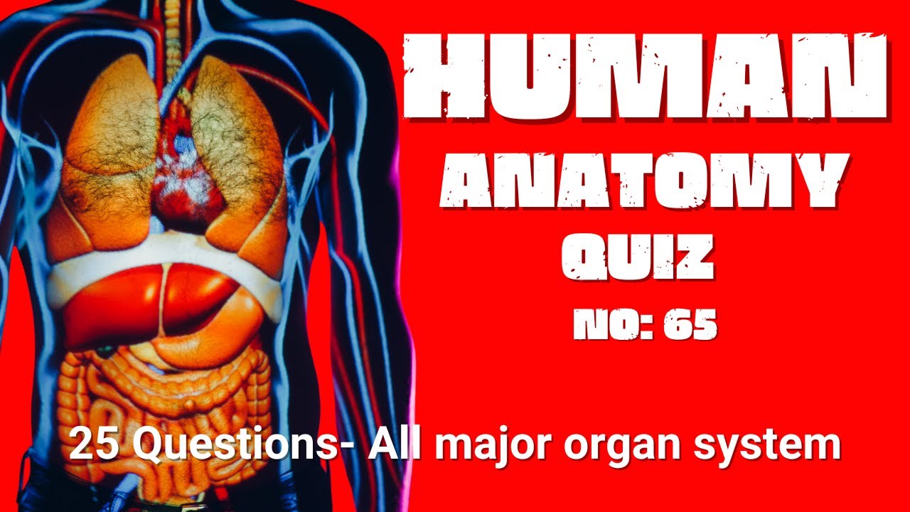 Can You Answer these Questions about the Human Anatomy Quiz? No 65 ...
