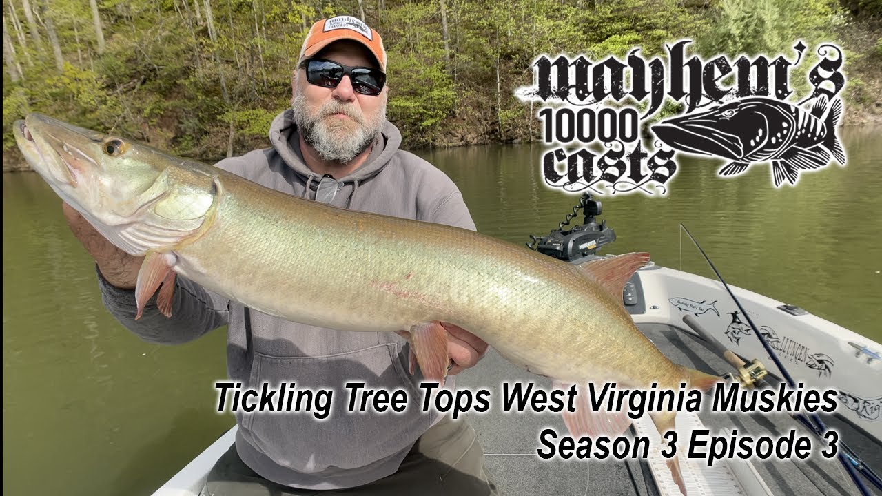 Tickling Trees For West Virginia Muskies Mayhem s 10000 Casts tickling-trees-for-west-virginia-muskies-mayhem-s-10000-casts