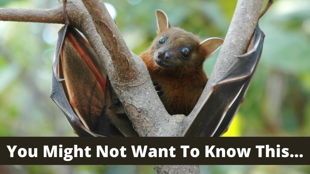 3 Weird Bat Facts You Might Not Want To Know - YouTube