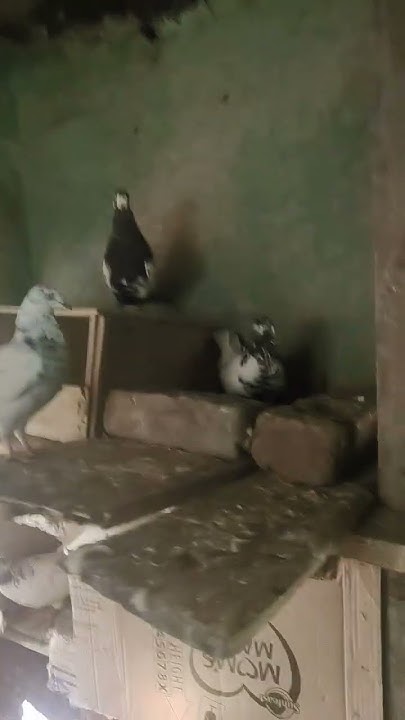 pigeons DAR PIGEON CIUB,👍🏻 kabootar - YouTube
