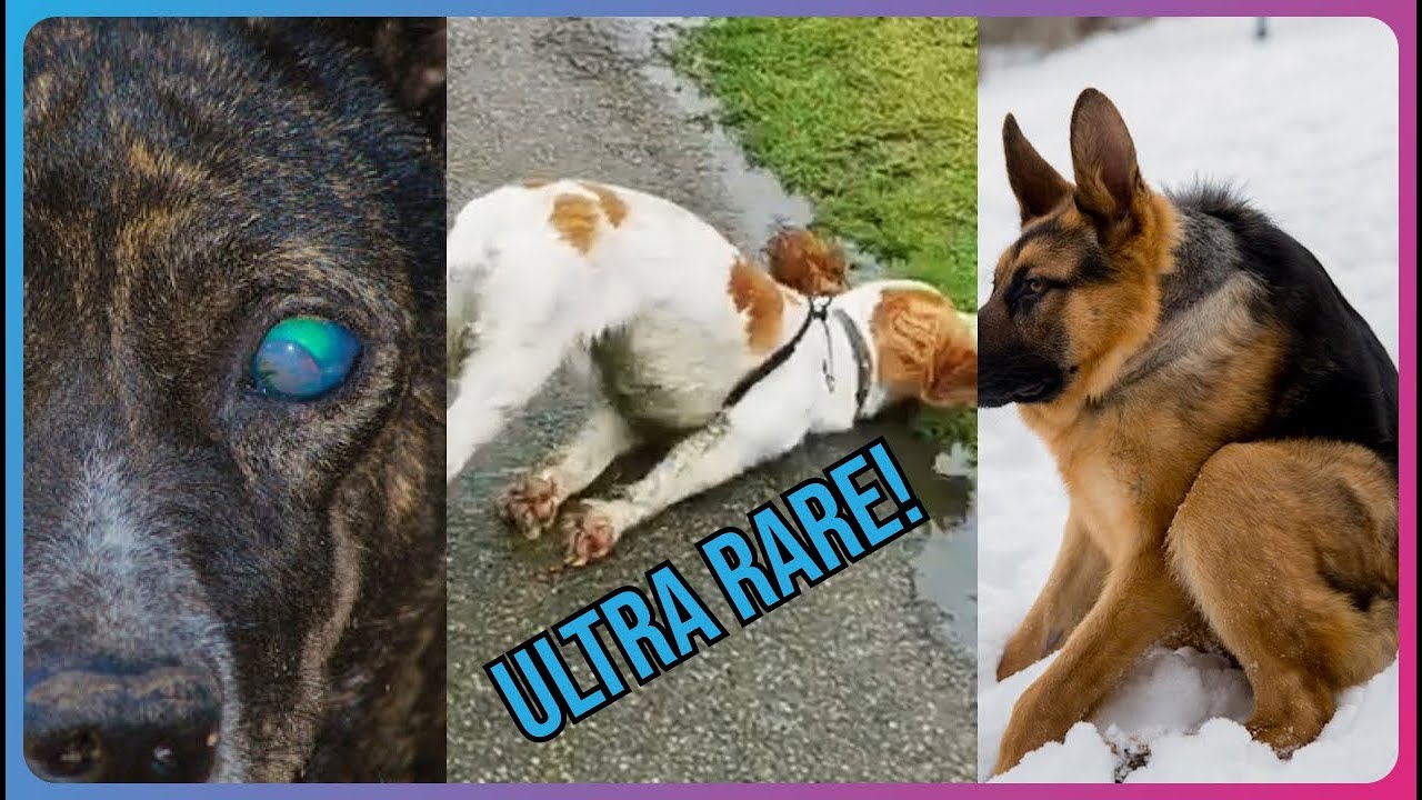 Discover 5 RAREST Dog Health Conditions You Never Knew Existed! - YouTube